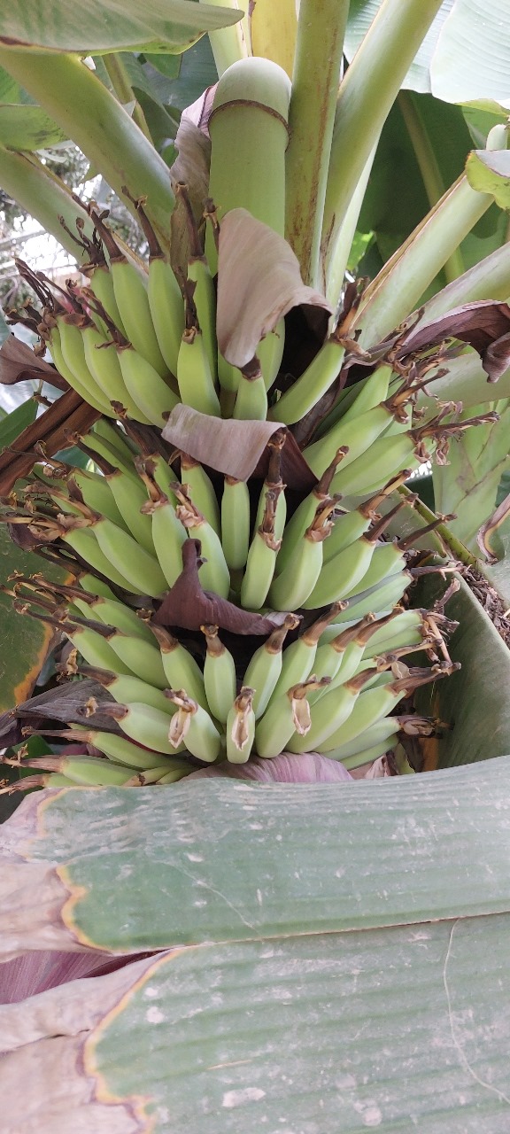 ALMET FARMS - ALMET S&C