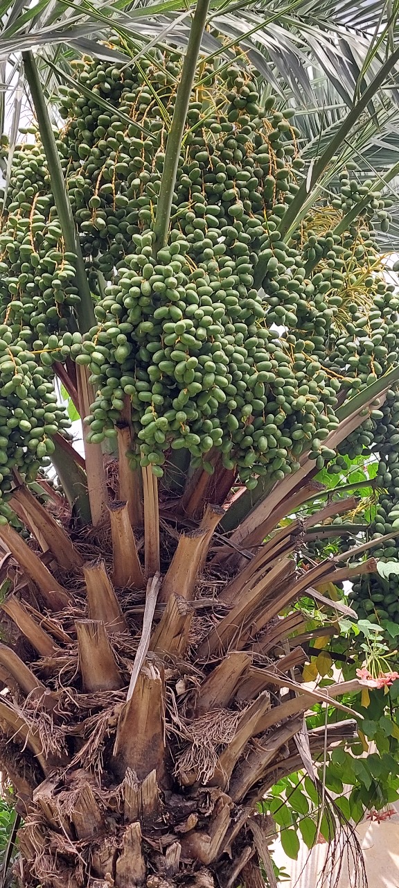 ALMET FARMS - ALMET S&C